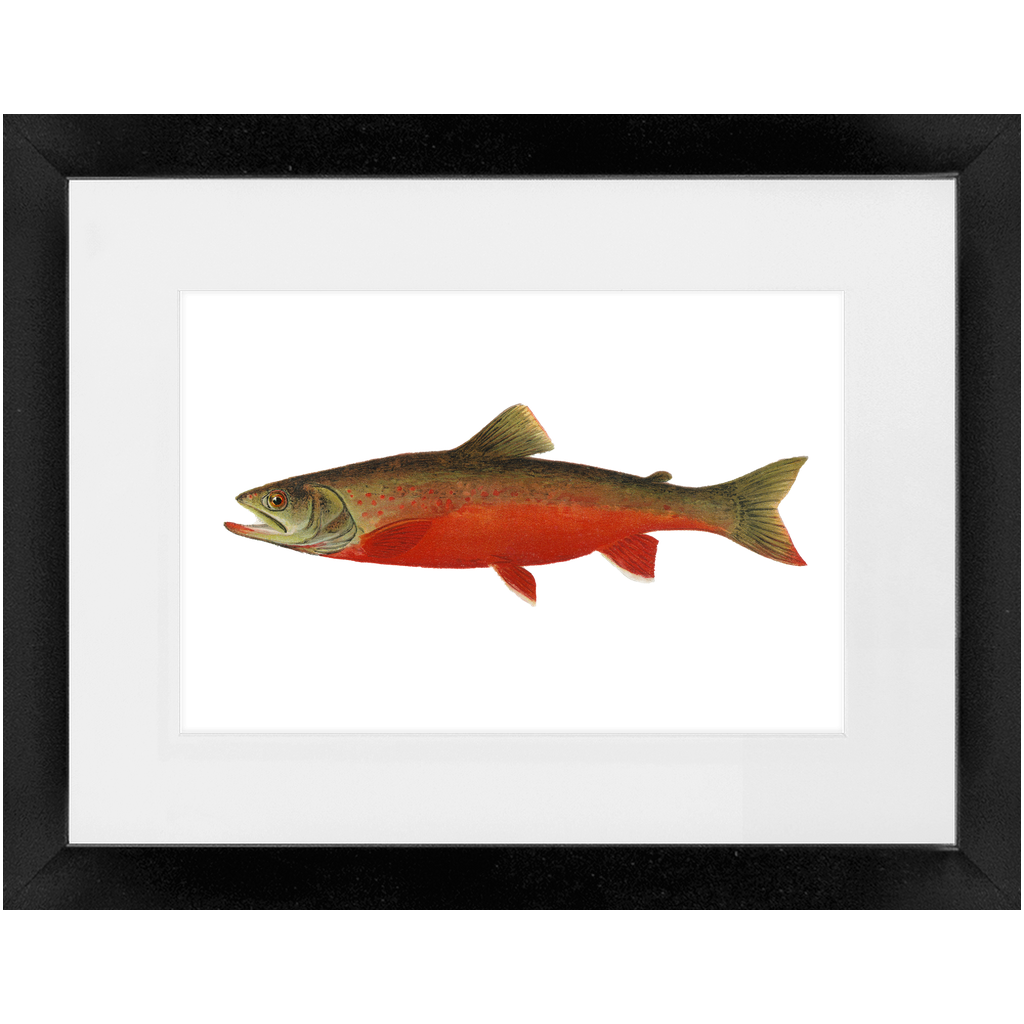 Canadian Red Trout - Framed – Vintage Fish