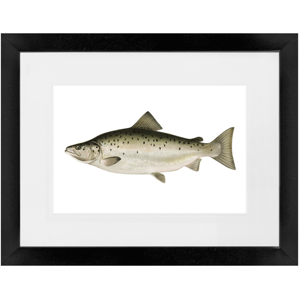 Landlocked Salmon / Quananiche - Framed – Vintage Fish