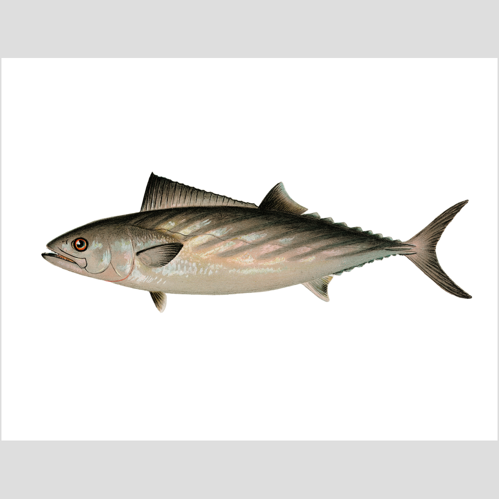 Atlantic Bonito - Print – Vintage Fish