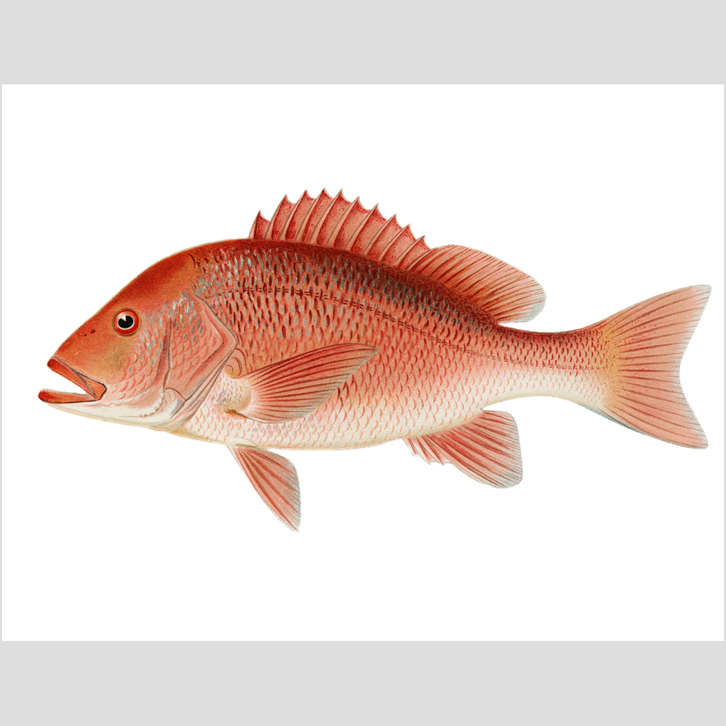 Red Snapper - Print – Vintage Fish