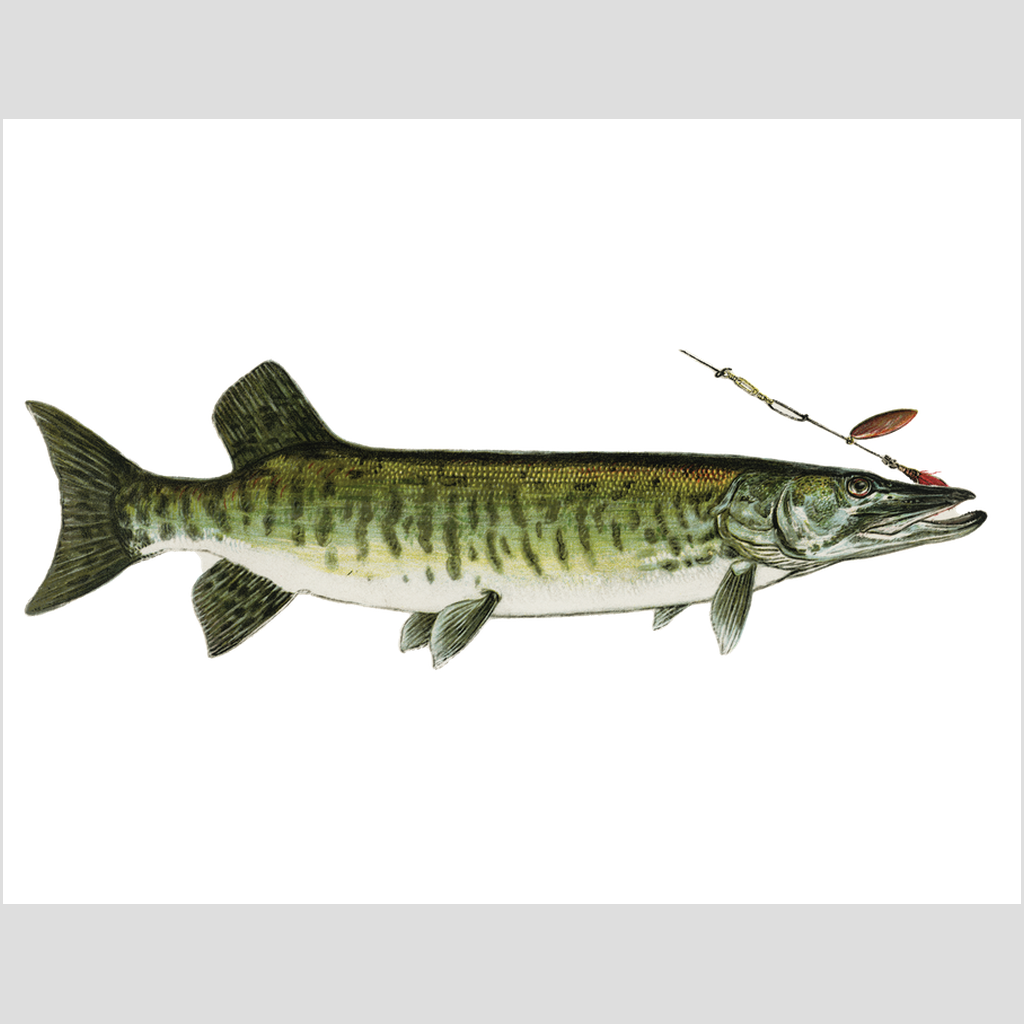 Masakalonge / Muskellunge - Print – Vintage Fish