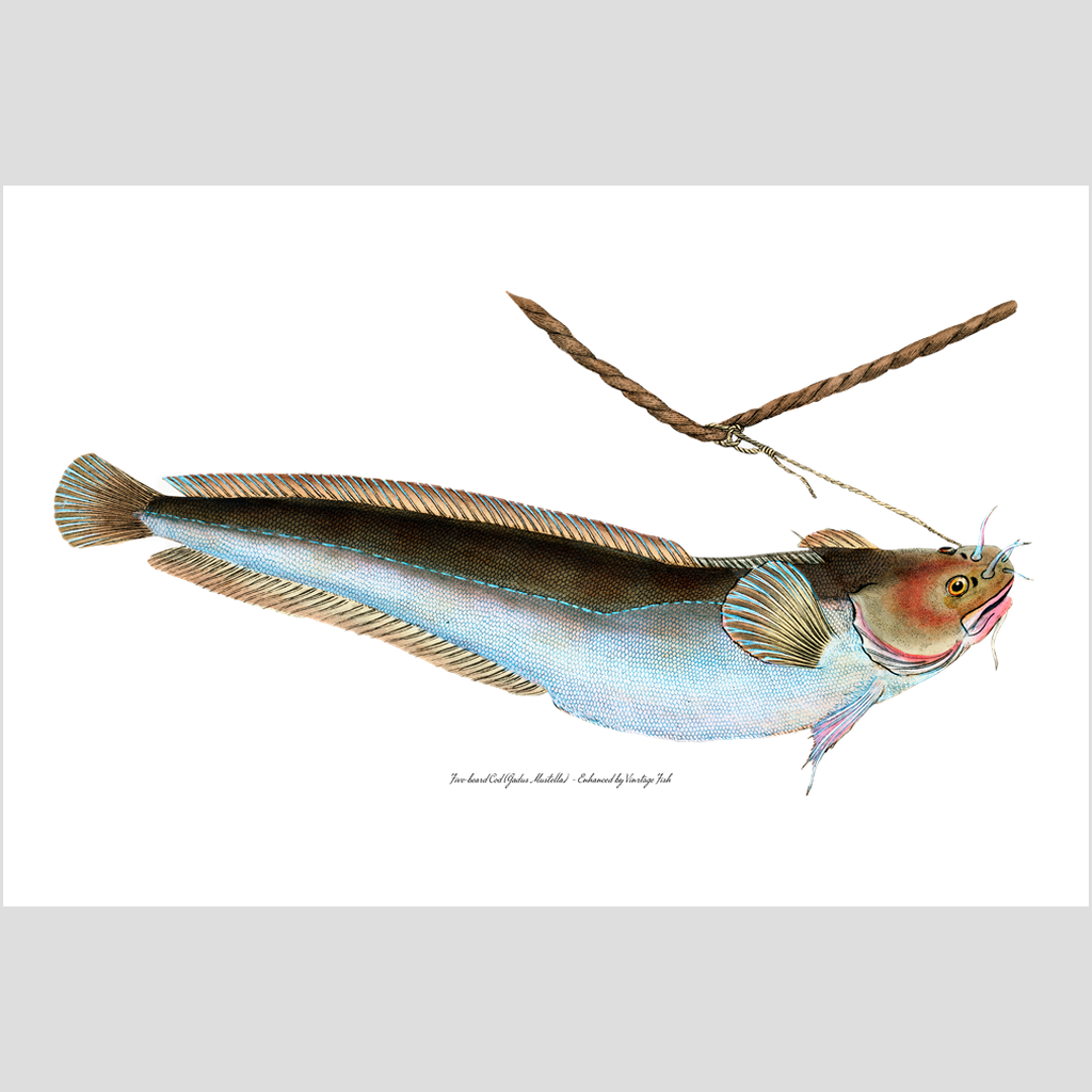 Five-beard Cod - Print – Vintage Fish