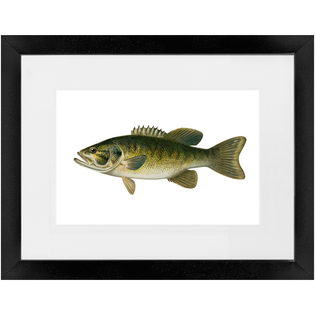 Smallmouth Bass - Framed – Vintage Fish